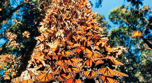 La migración de la mariposa Monarca, un fenómeno único en el mundo ...
