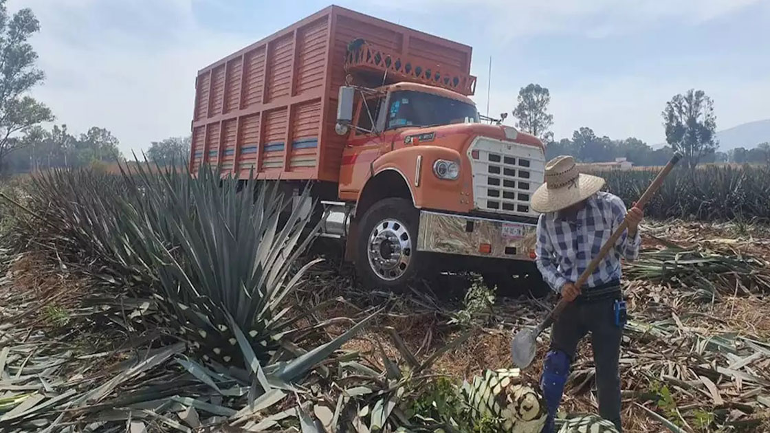 El sector tequilero de Guanajuato y Jalisco impulsa prácticas ...